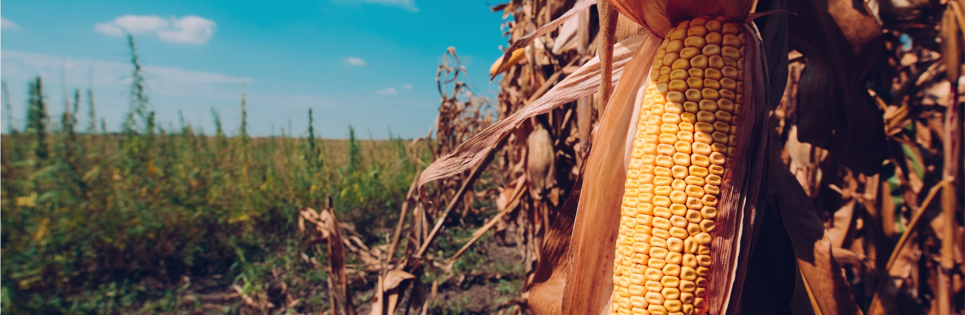 Agriculture Lines of Credit | CNB Bank and Trust